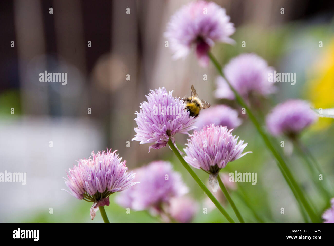 Close up on a honey bee gather nectar from the purple flowers of ...