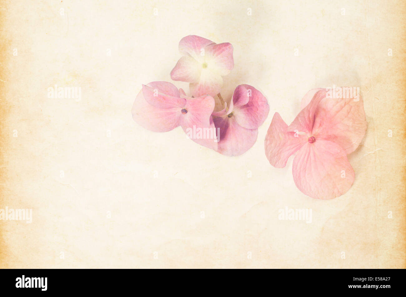 hydrangea hortensis petals on a bright surface - top view Stock Photo ...