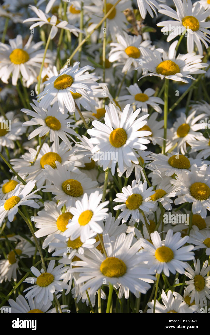 Chamomile daisy flowers in a wild flower urban meadow by Pictoral ...