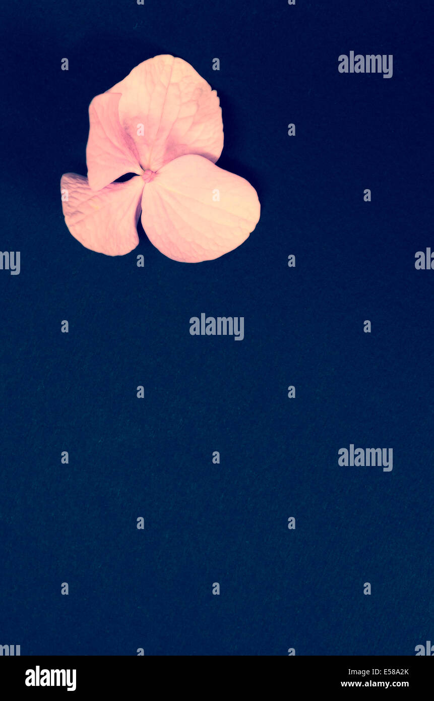 hydrangea hortensis petals close up - top view on black background ...