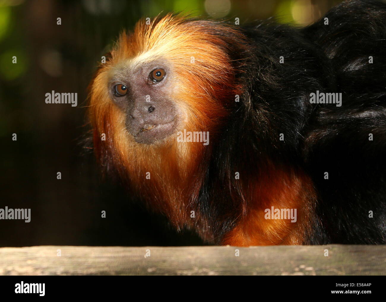 Golden headed tamarin monkey hi-res stock photography and images - Alamy