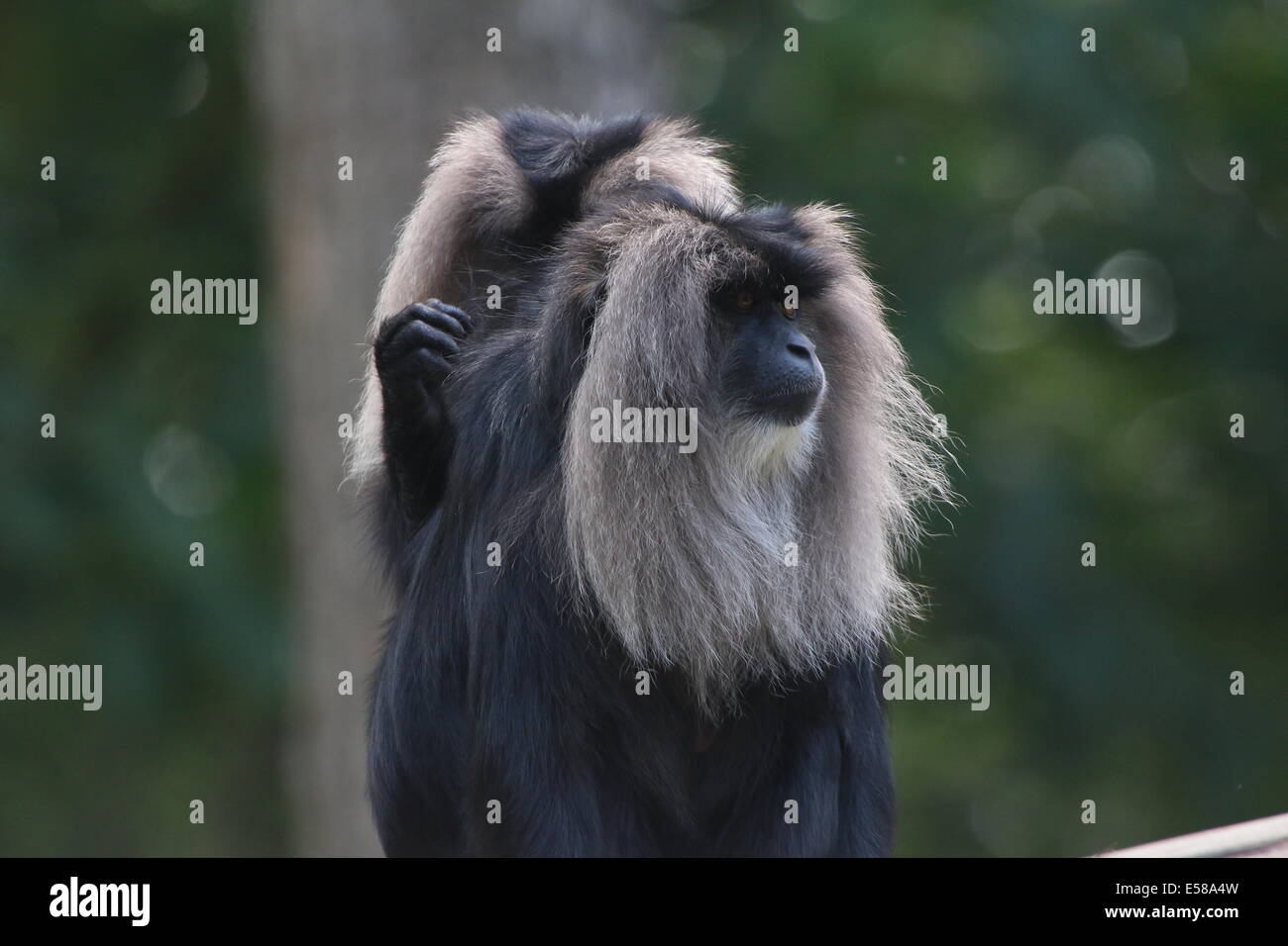 Two tailed lion hi-res stock photography and images - Alamy