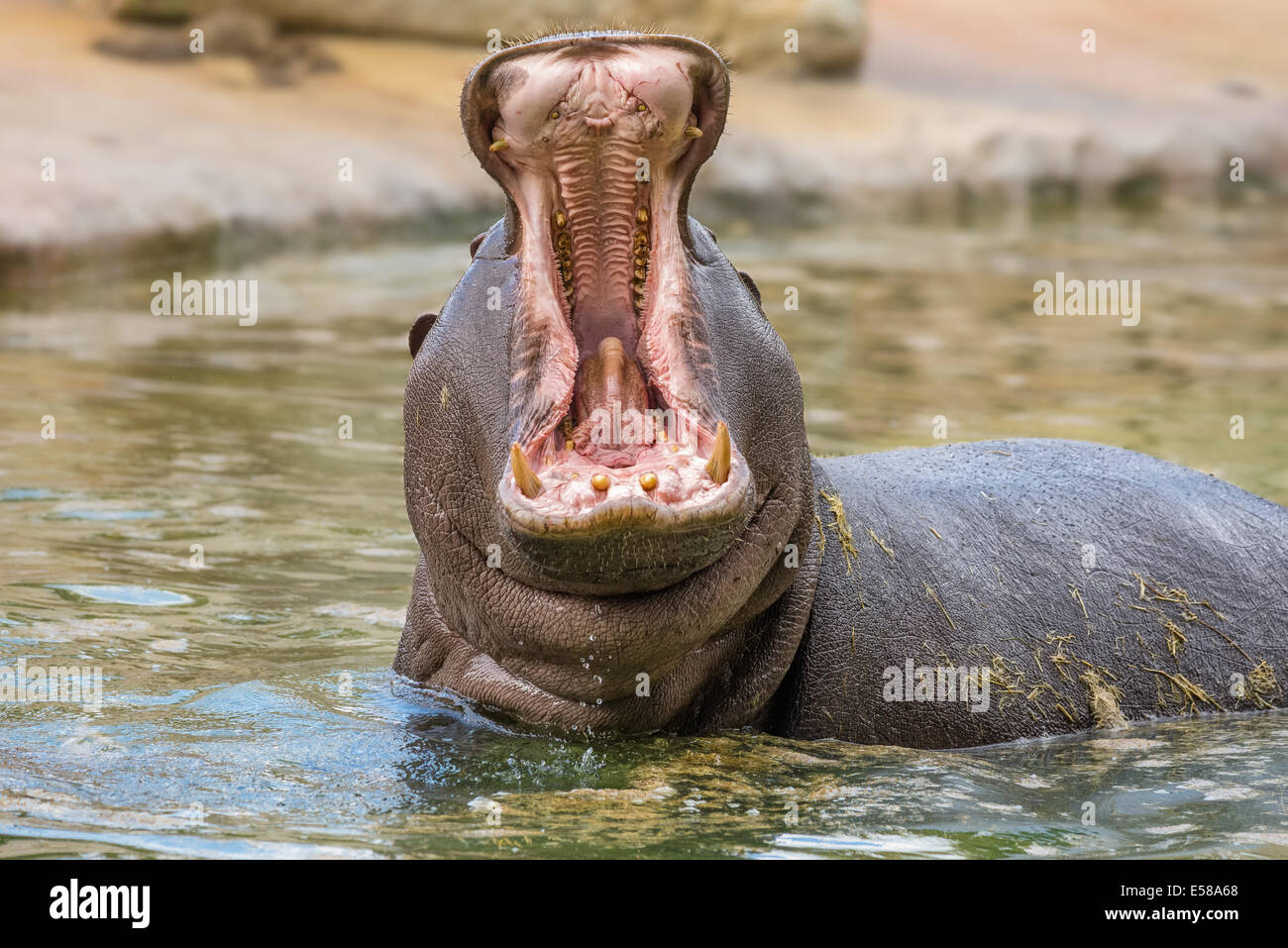 Hippo (Hippopotamus amphibius) showing huge jaw and teeth Stock Photo ...