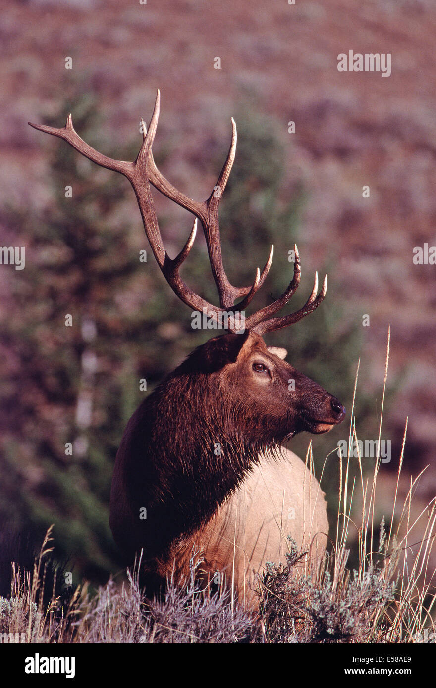 A male elk with rack,USA Stock Photo - Alamy