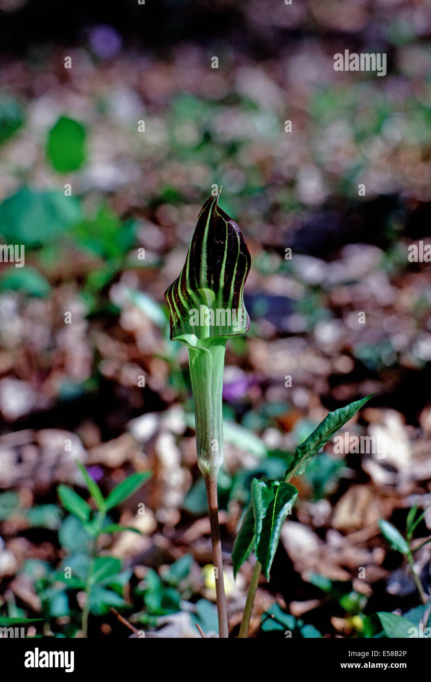 Arisaema triphyllum hi-res stock photography and images - Alamy
