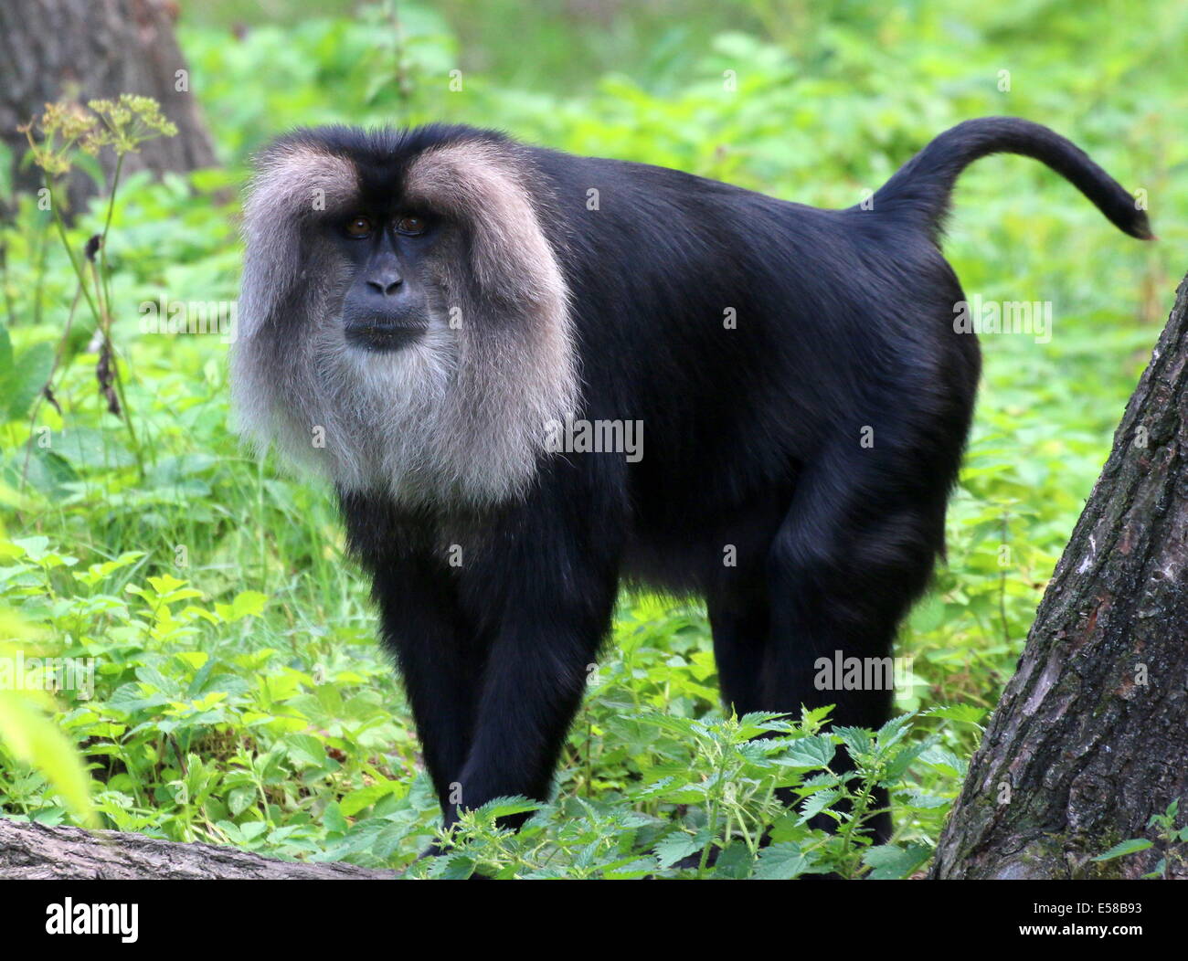 Close-up of a Lion-tailed macaque or Wanderoo (Macaca silenus Stock ...