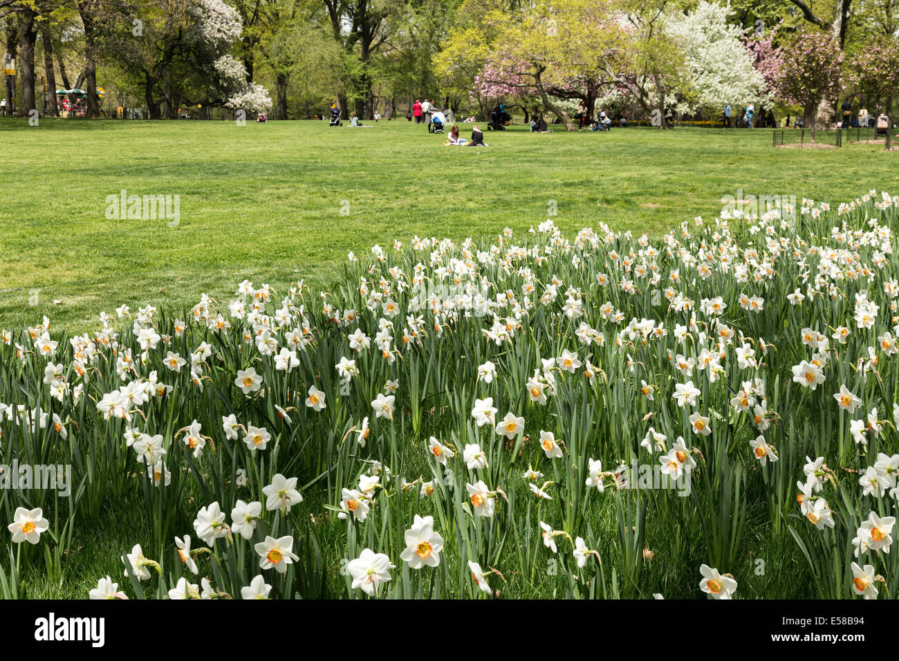 Central Park's East Green in Springtime, NYC, USA Stock Photo - Alamy