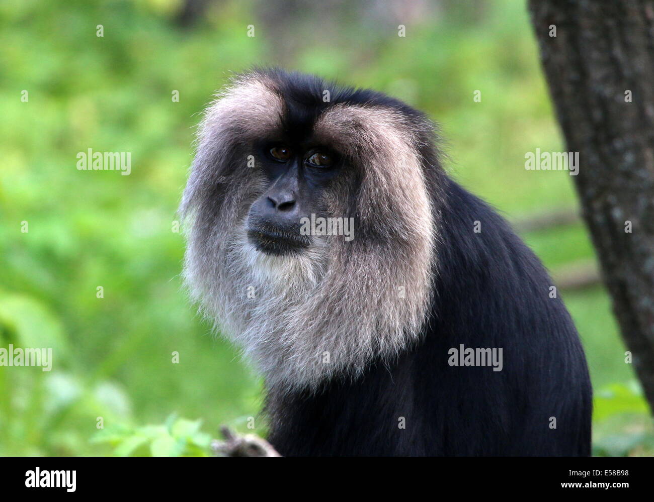 Close-up of a Lion-tailed macaque or Wanderoo (Macaca silenus Stock ...