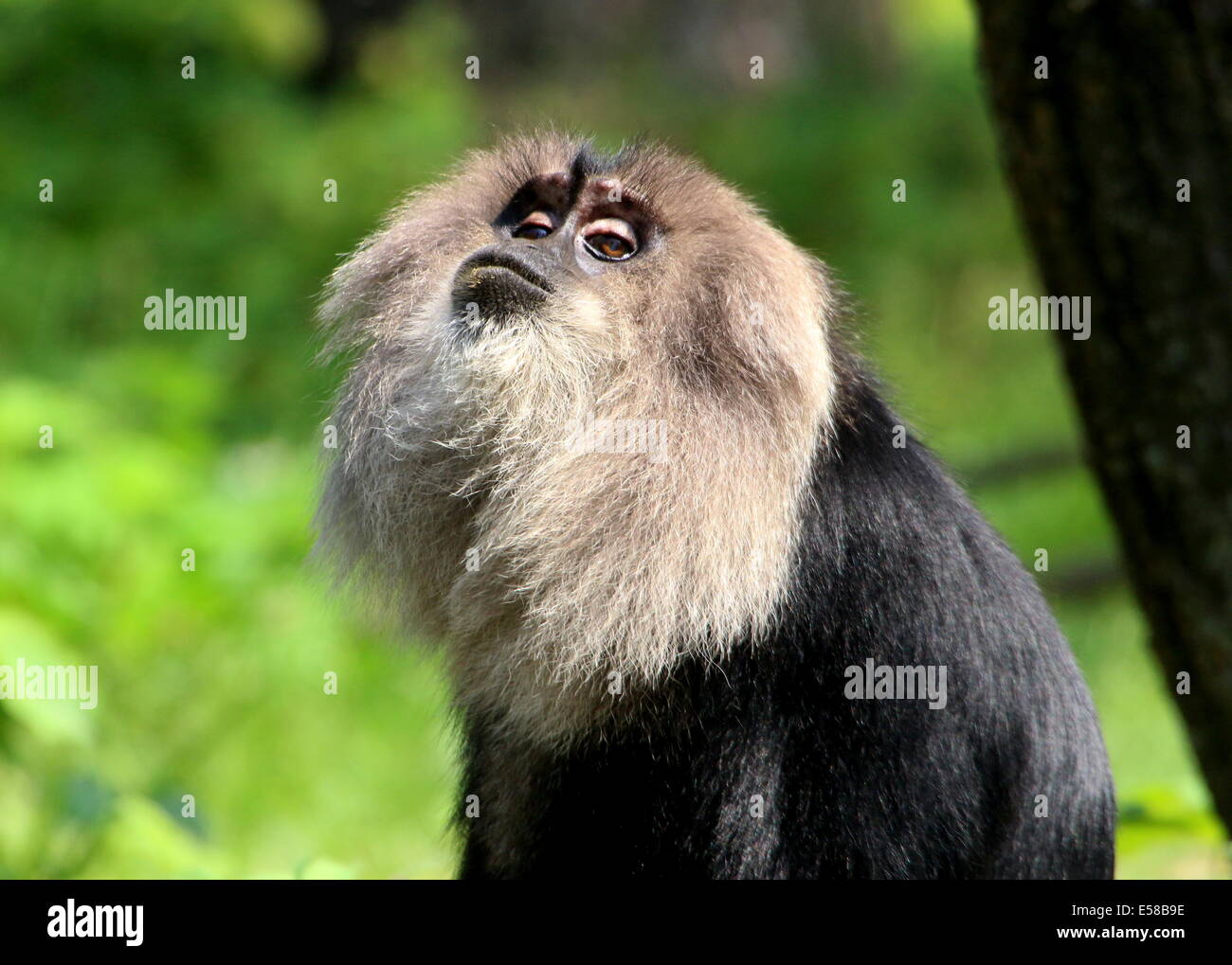 Queue de lion hi-res stock photography and images - Alamy