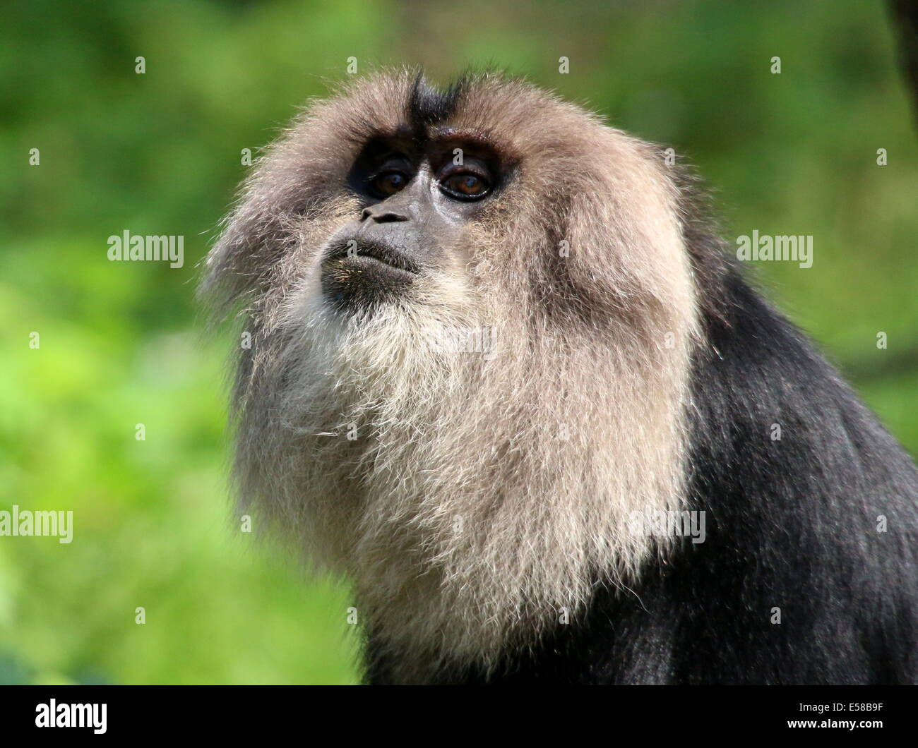 Close-up of a Lion-tailed macaque or Wanderoo (Macaca silenus Stock ...