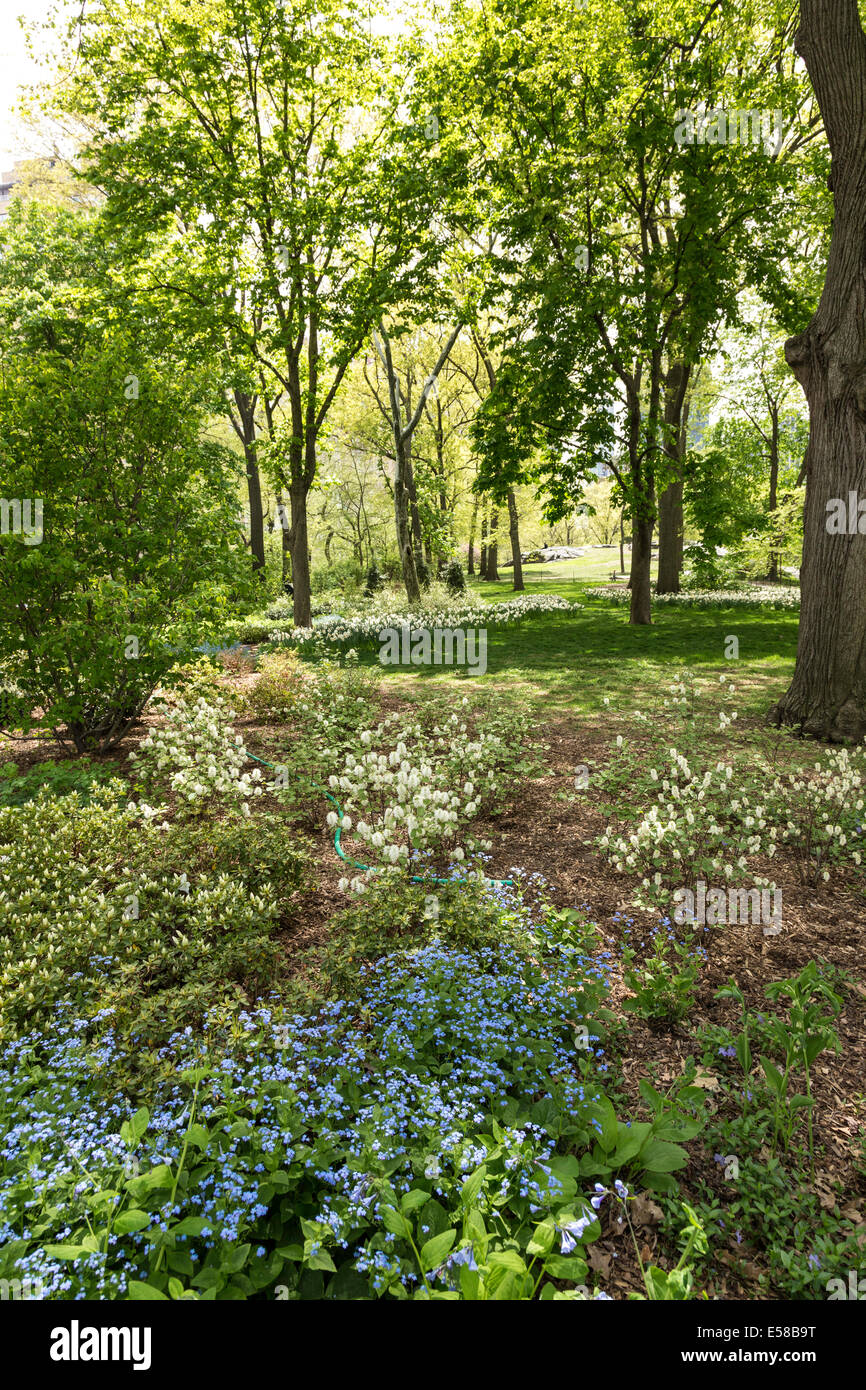 Scenic Spring Day in Central Park, NYC Stock Photo - Alamy