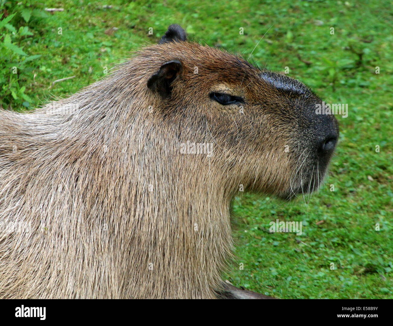 Carpincho head hi-res stock photography and images - Alamy