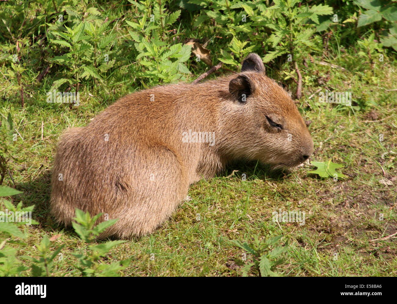 Capybara baby hi-res stock photography and images - Alamy