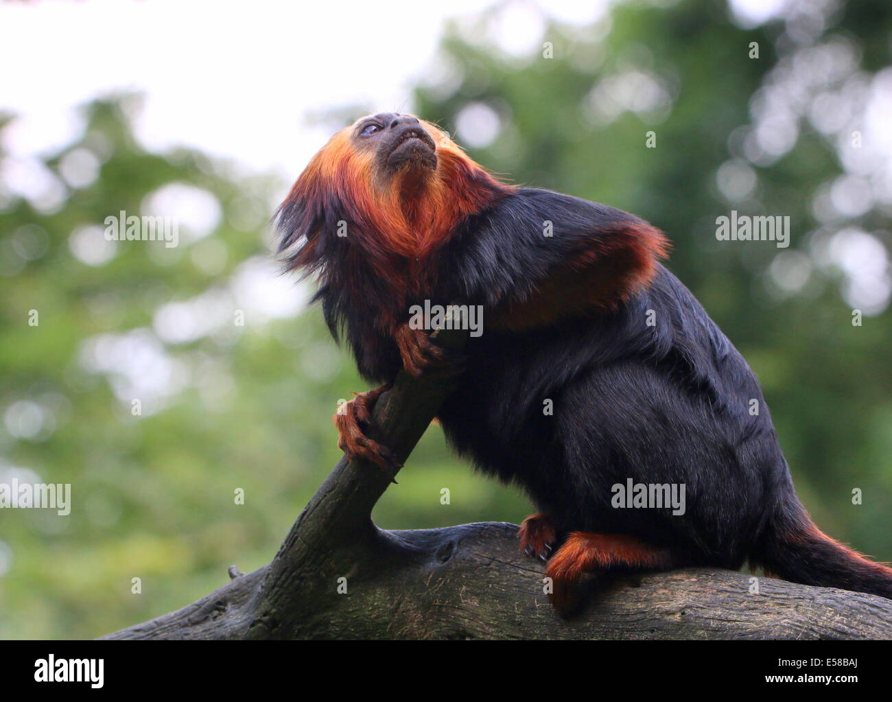 Golden-headed lion tamarin monkey (Leontopithecus chrysomelas Stock ...