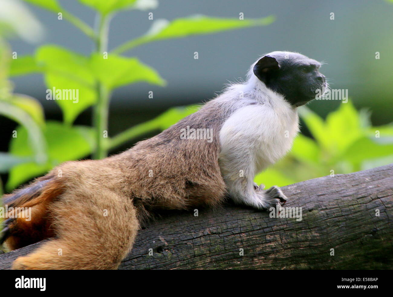 Pied tamarin monkey (Saguinus bicolor), endangered primate species from ...