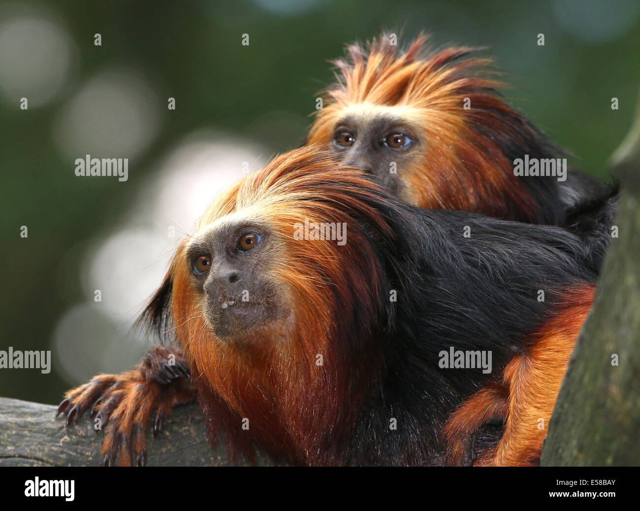 Two golden-headed lion tamarin monkeys (Leontopithecus chrysomelas ...