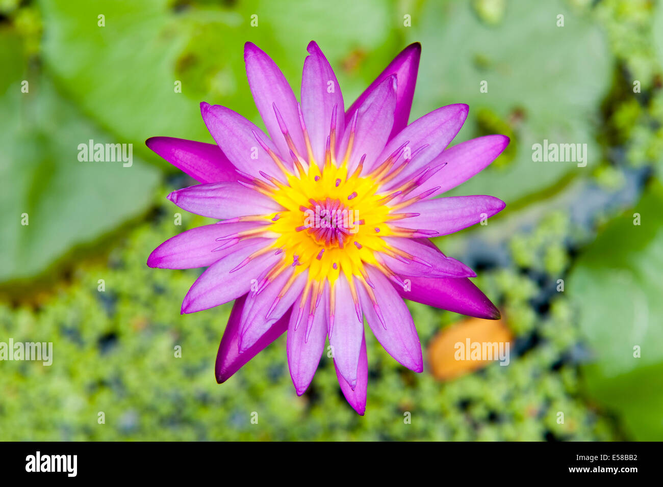 Single flower f hi-res stock photography and images - Alamy