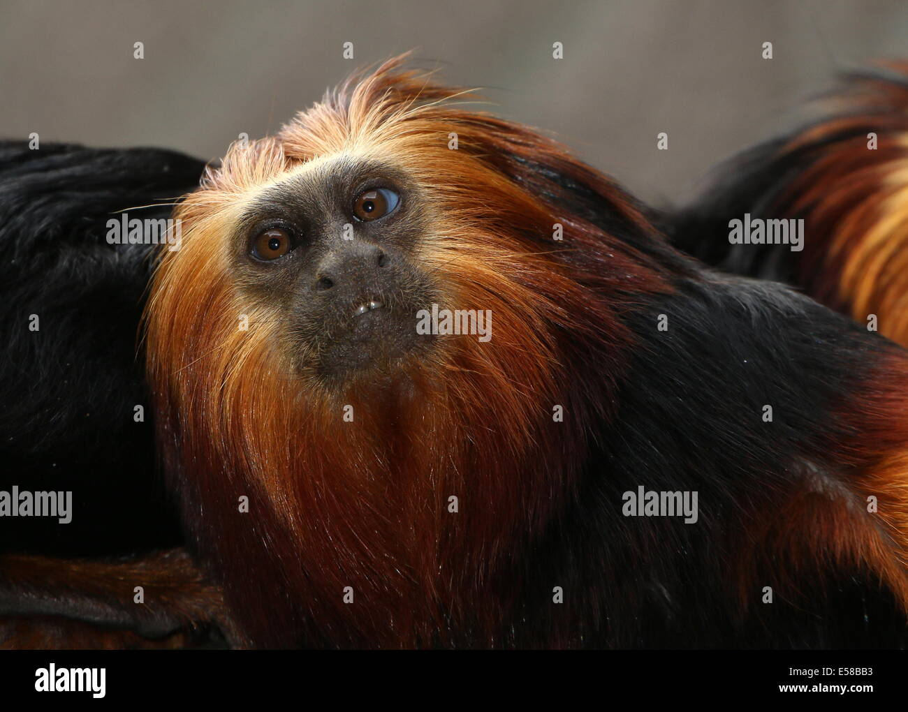 Goudkopleeuwaapje hi-res stock photography and images - Alamy