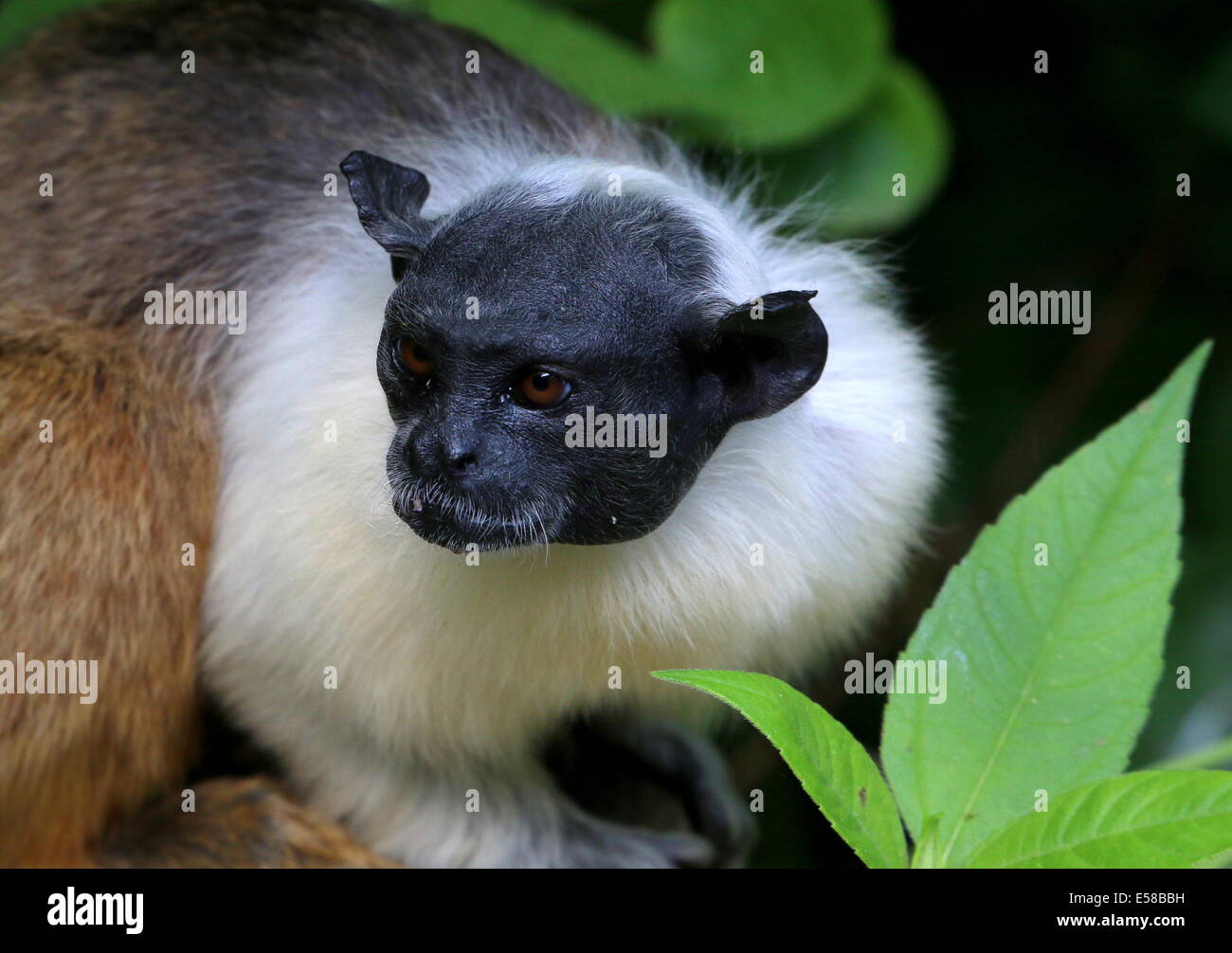 Pied Tamarin Stock Photos & Pied Tamarin Stock Images - Alamy