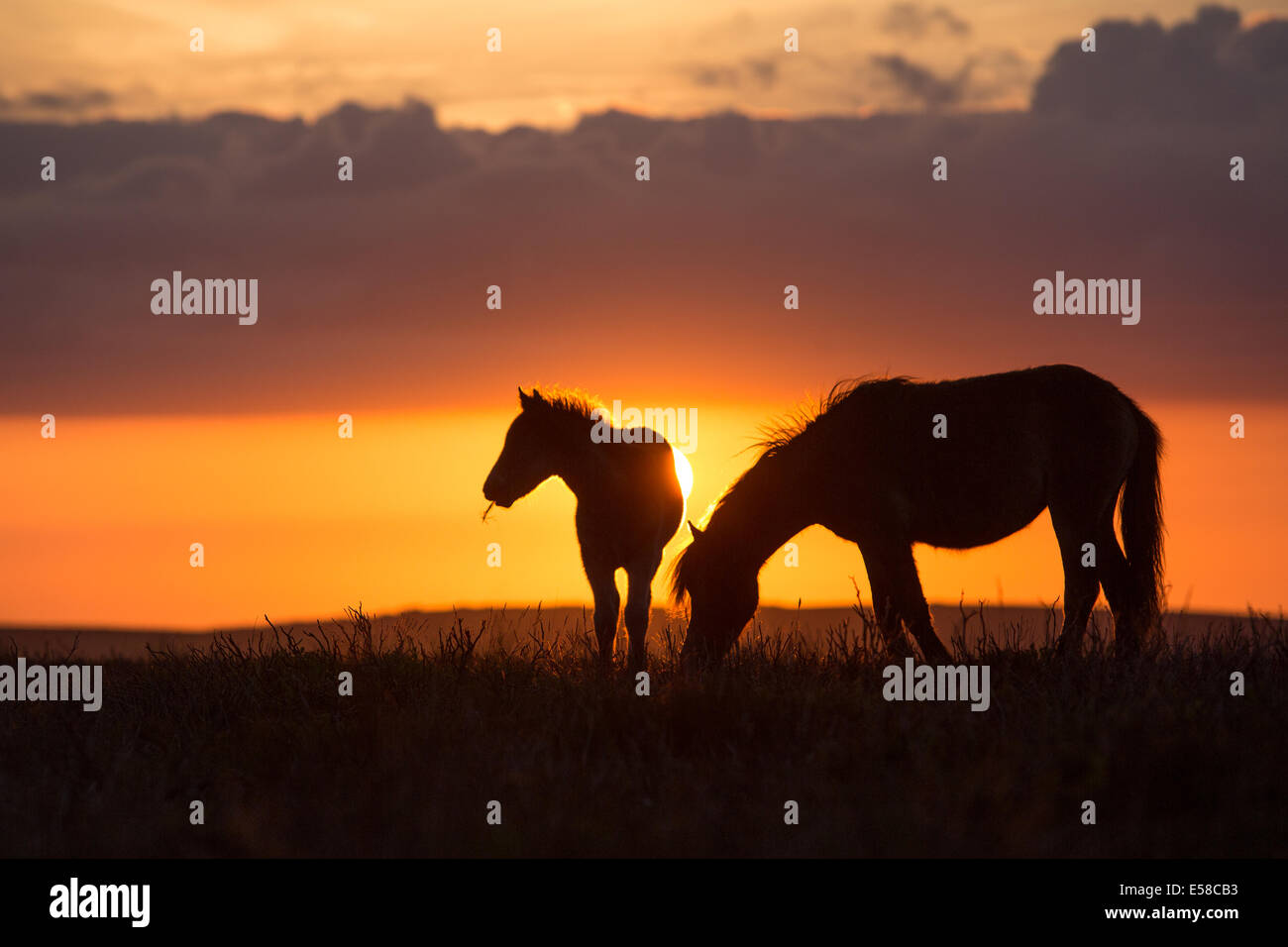 Ponies at sunset on Exmoor near Dunkers Beacon Stock Photo - Alamy