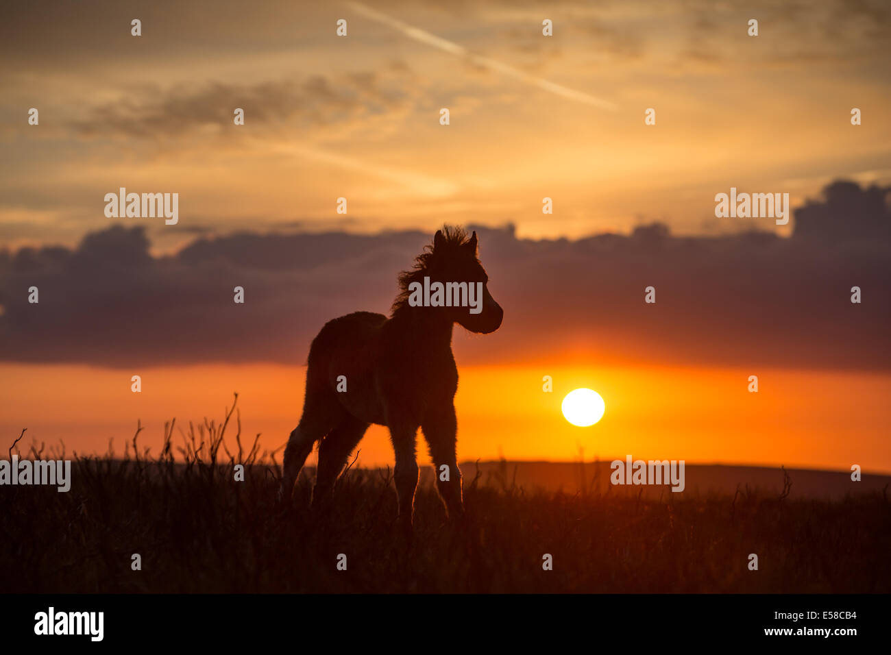 Ponies at sunset on Exmoor near Dunkers Beacon Stock Photo - Alamy