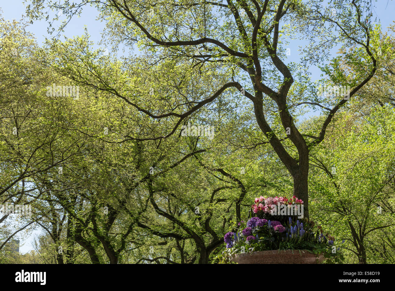 Central Park Trees in Springtime, NYC Stock Photo - Alamy