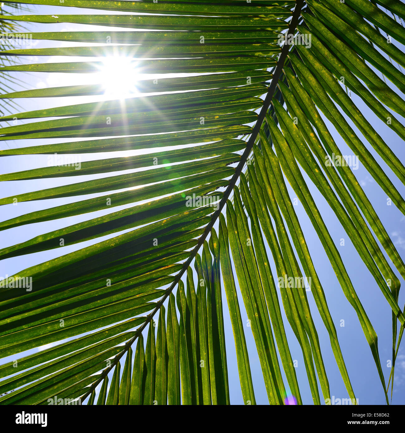 Palm Leaves With Sun Stock Photo - Alamy