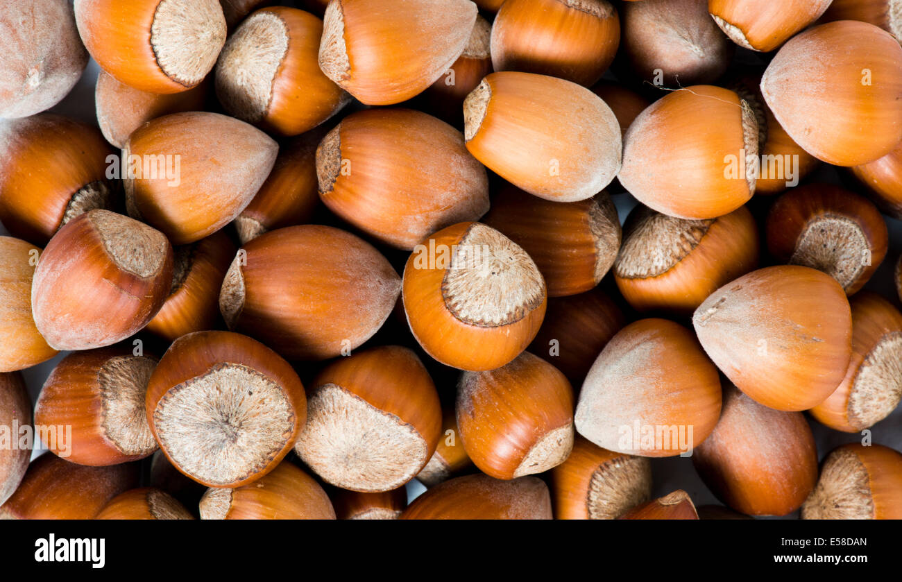 Cobnut hi-res stock photography and images - Alamy