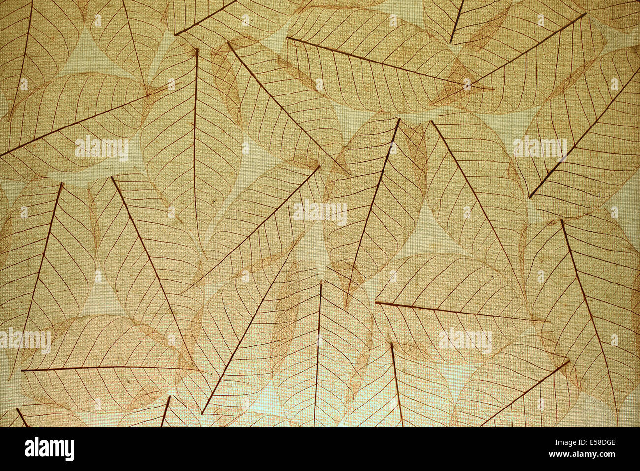 Dry leaves nature background hi-res stock photography and images - Alamy