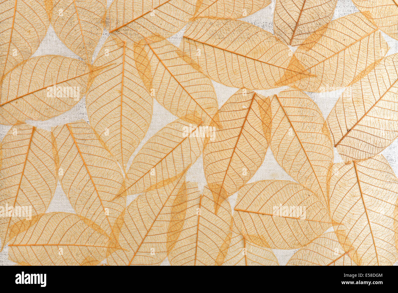 Dry leaves nature background hi-res stock photography and images - Alamy