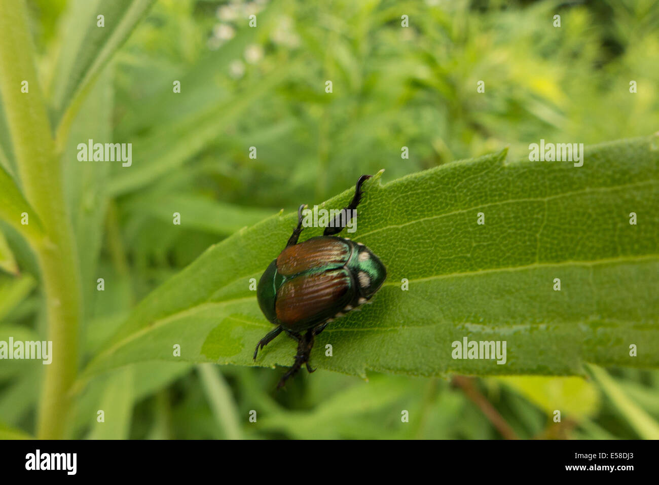 Japanese beetles hi-res stock photography and images - Alamy
