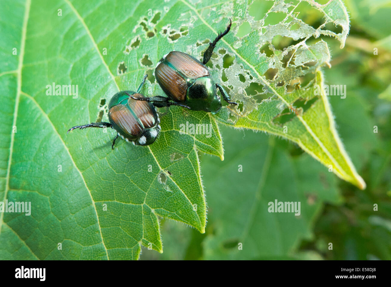 Popillia japonica tree hi-res stock photography and images - Alamy
