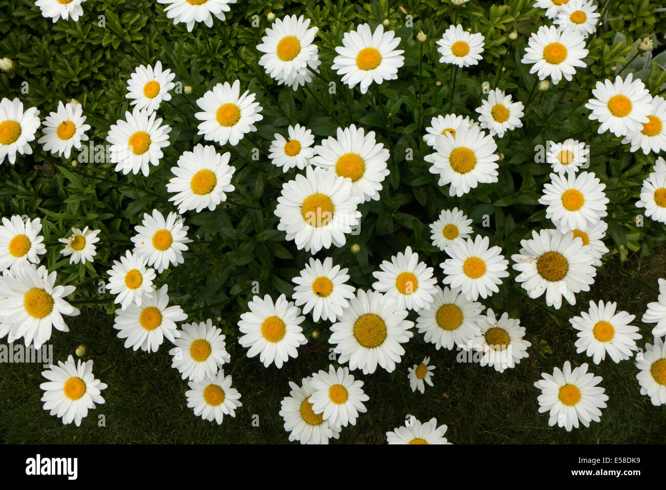 Cluster of daisies Stock Photo - Alamy