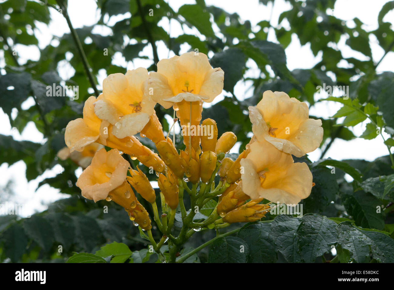 Trumpet flowers hi-res stock photography and images - Alamy