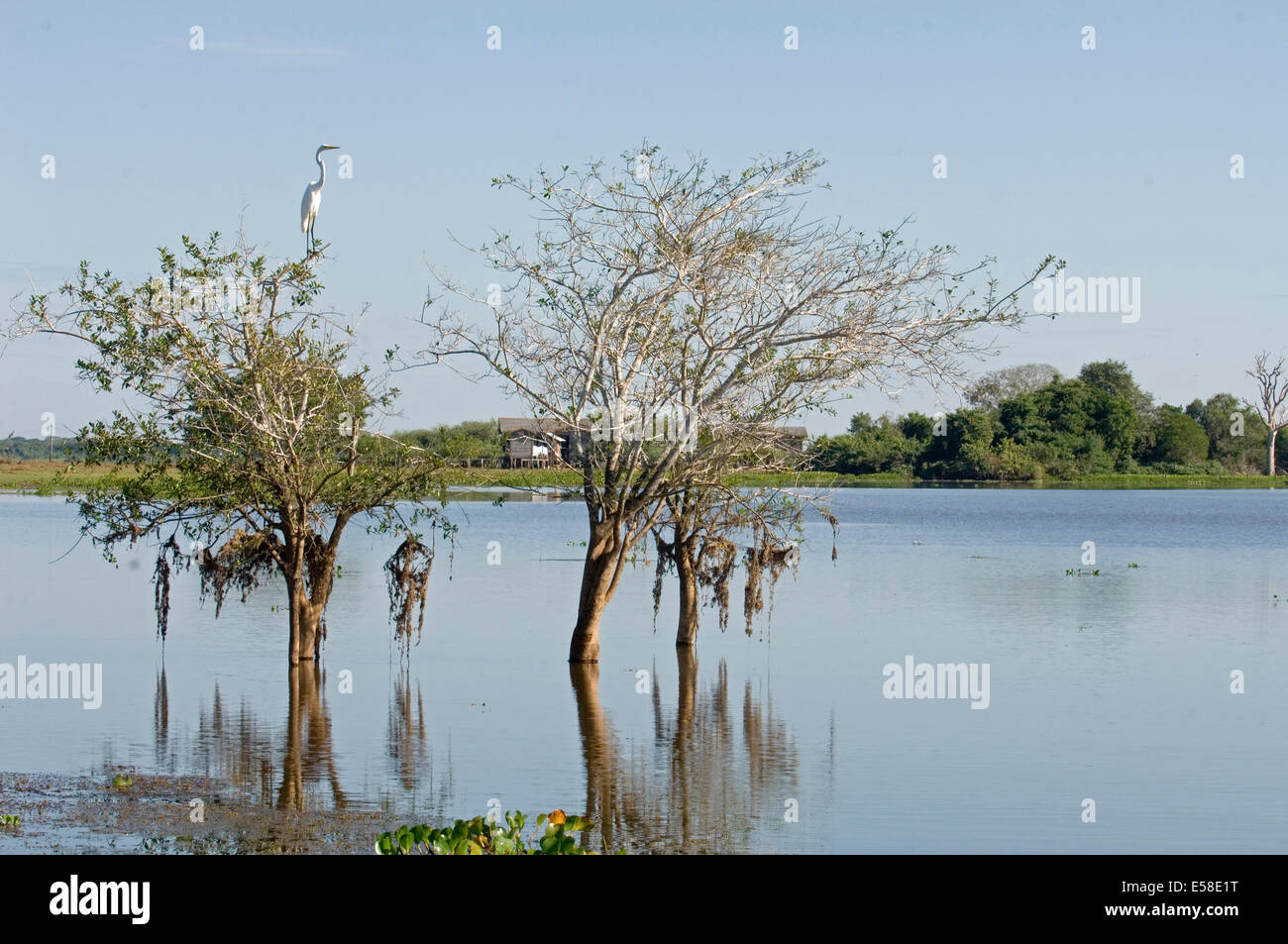White heron on a tree along the Sia Maraiana's bay Stock Photo - Alamy