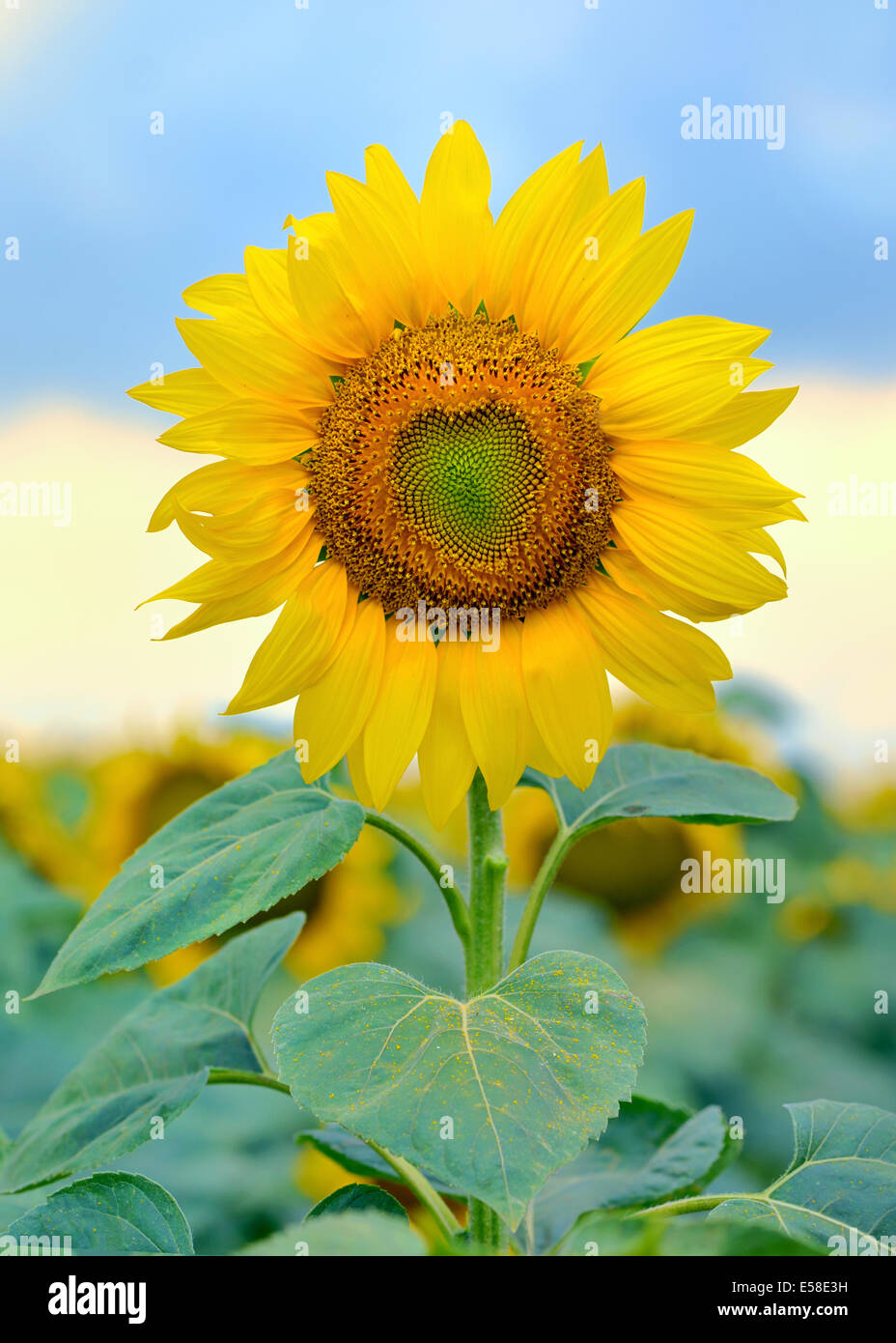 Sunflower growing on farm hi-res stock photography and images - Alamy