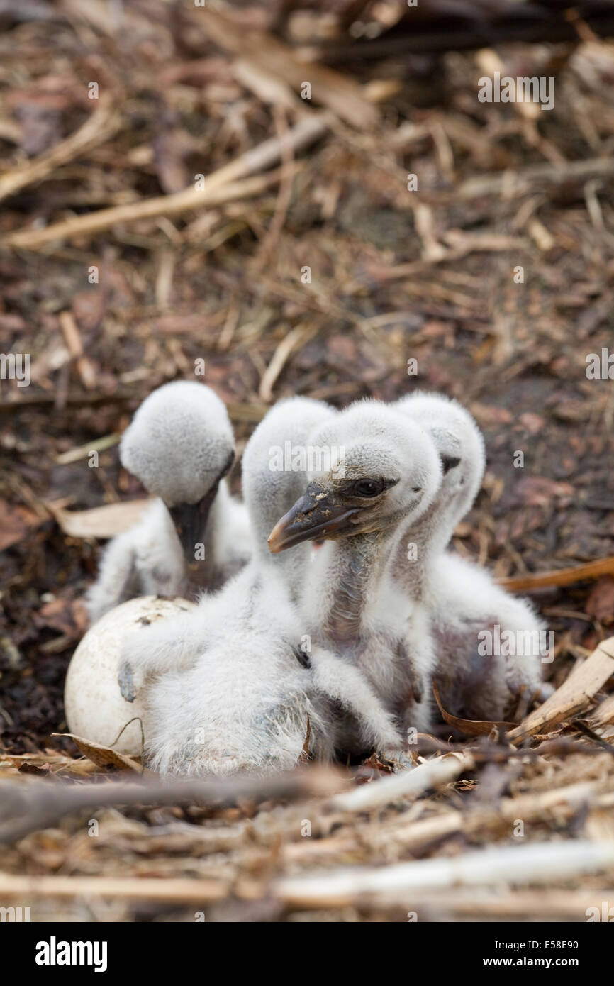 Four european white storks hi-res stock photography and images - Alamy