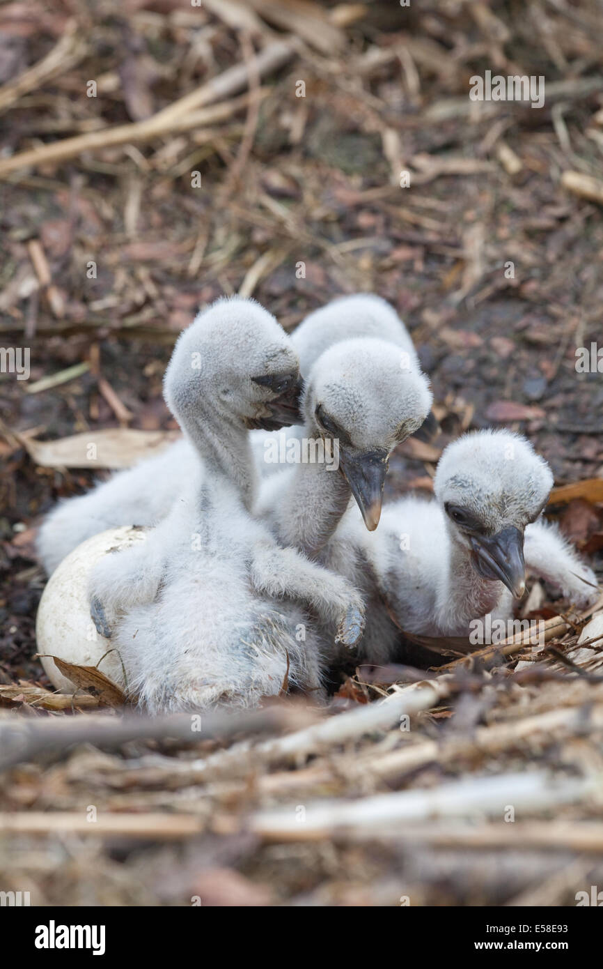 European White Storks (Ciconia ciconia). Young. Four hatchlings and one ...