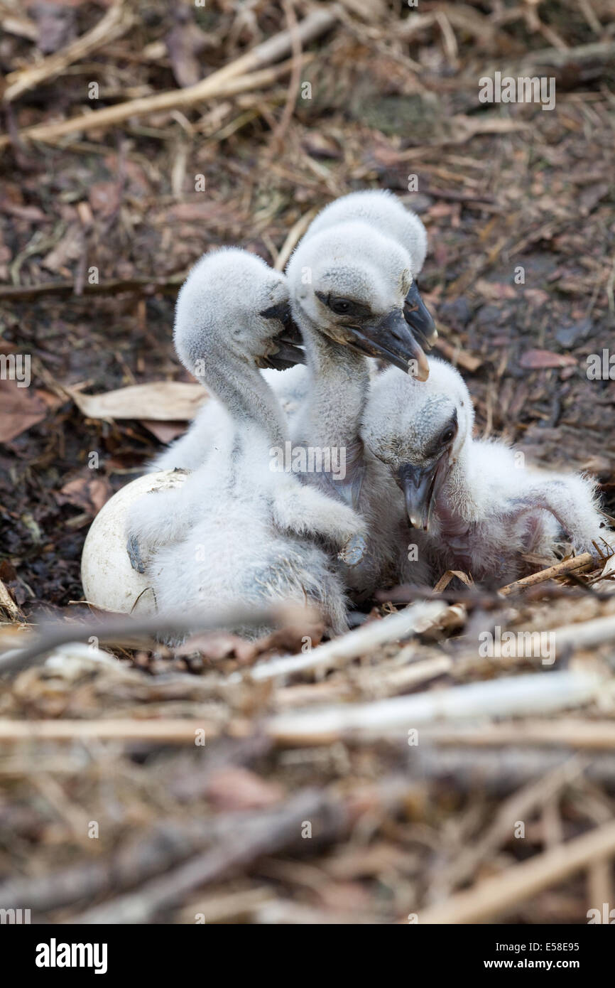 European White Storks (Ciconia ciconia). Young. Four hatchlings and one ...