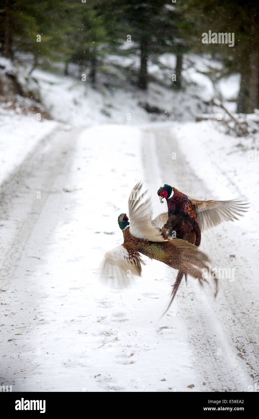 Pheasants Fighting in the Snow Stock Photo - Alamy