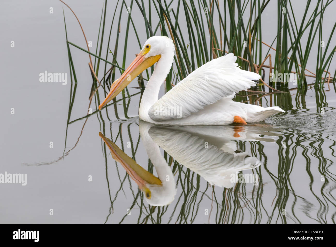 American white pelican hi-res stock photography and images - Alamy
