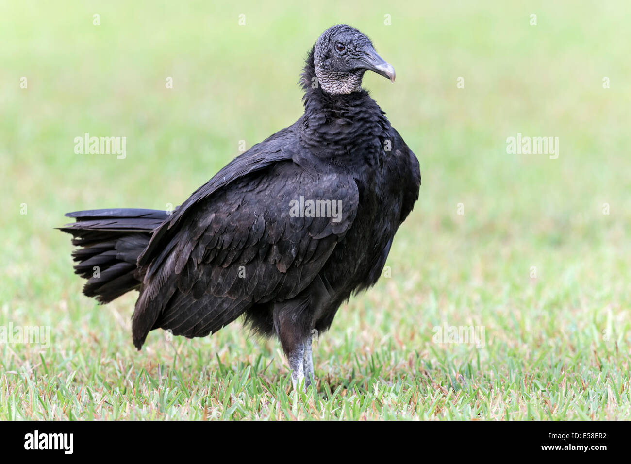 Black vulture behavior hi-res stock photography and images - Alamy