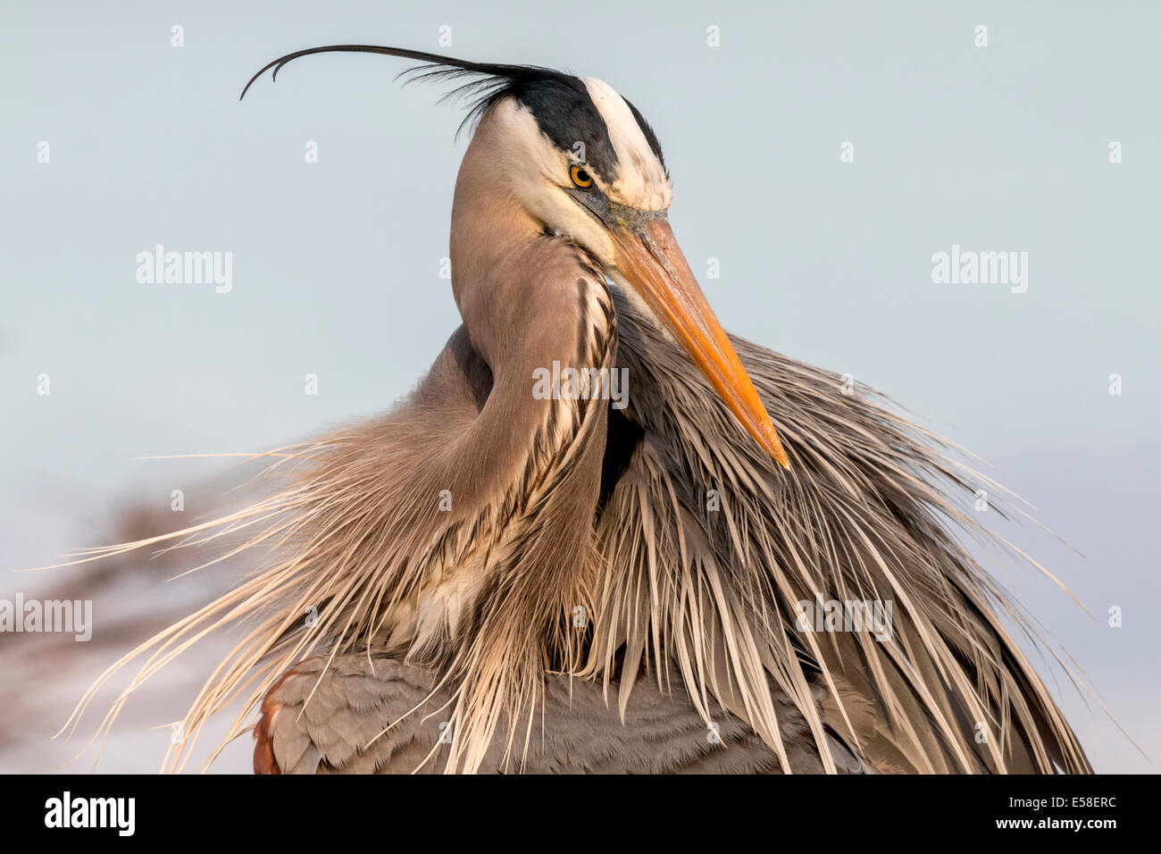 Great Blue Heron preening Stock Photo - Alamy