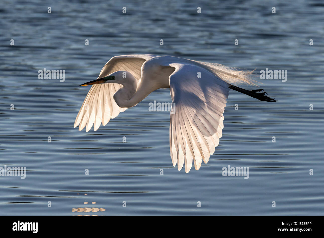 Backlit great egret hi-res stock photography and images - Alamy