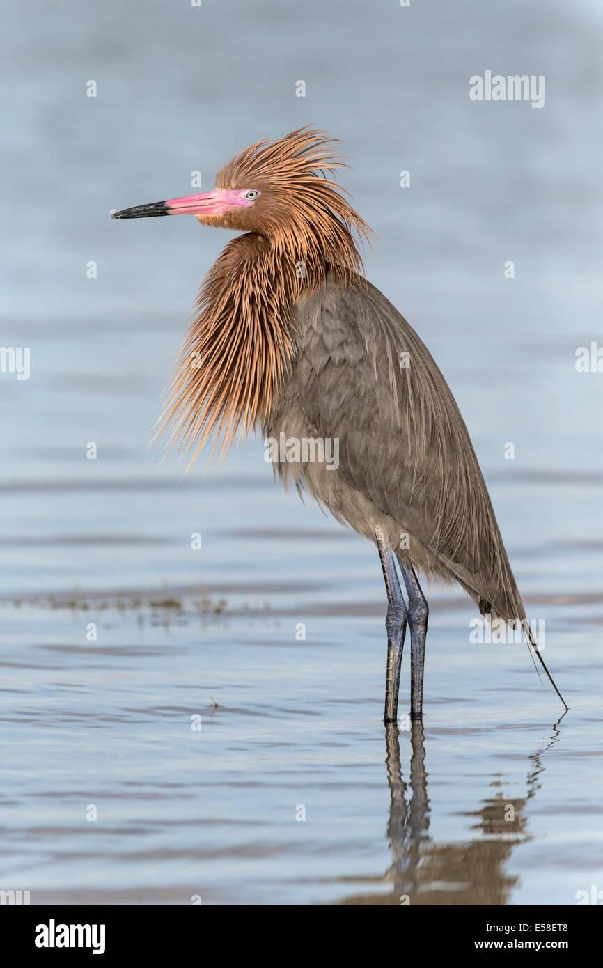 Reddish egret hi-res stock photography and images - Alamy