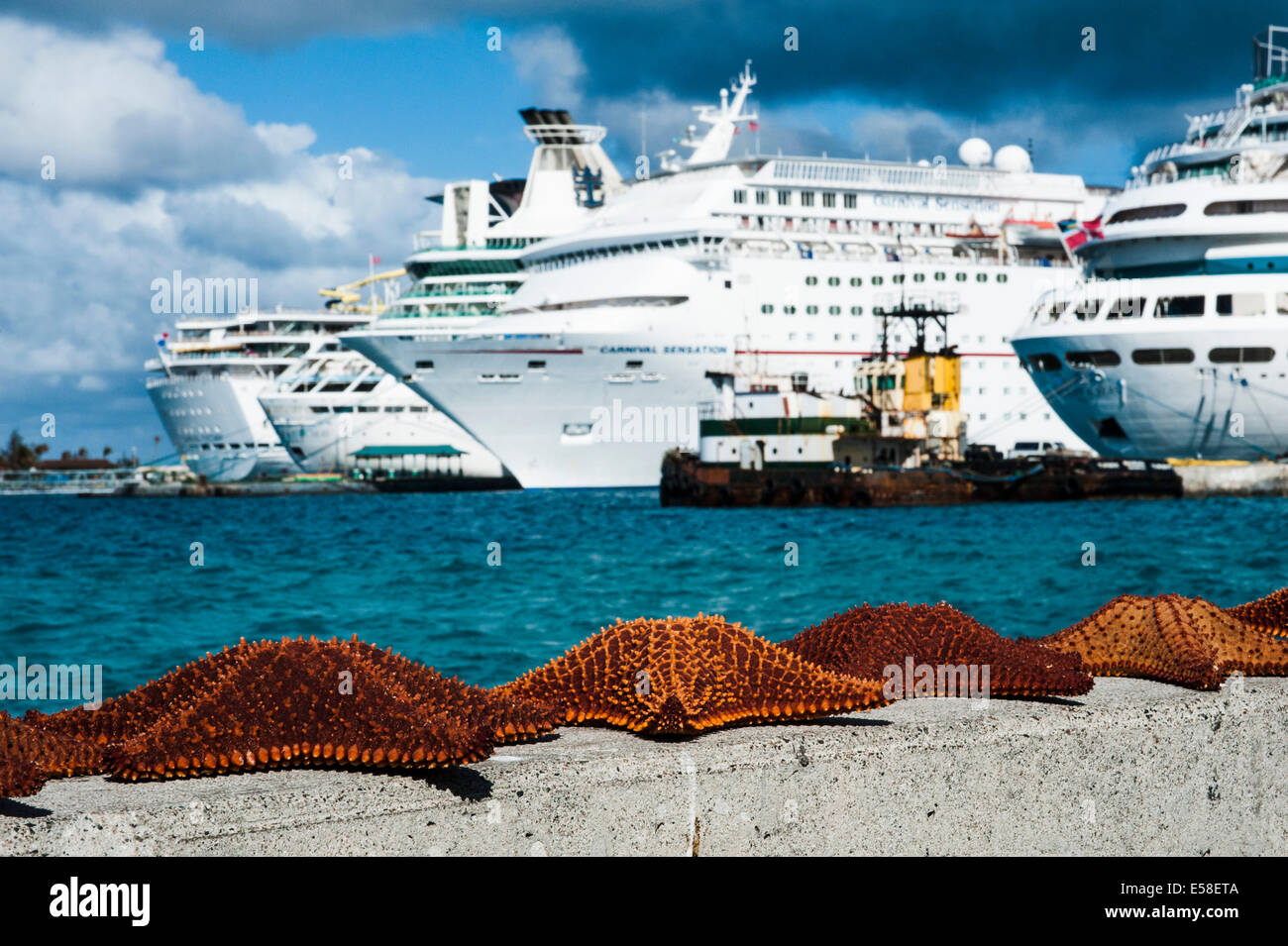 Starfish on wall in front of docked cruise ships Stock Photo - Alamy