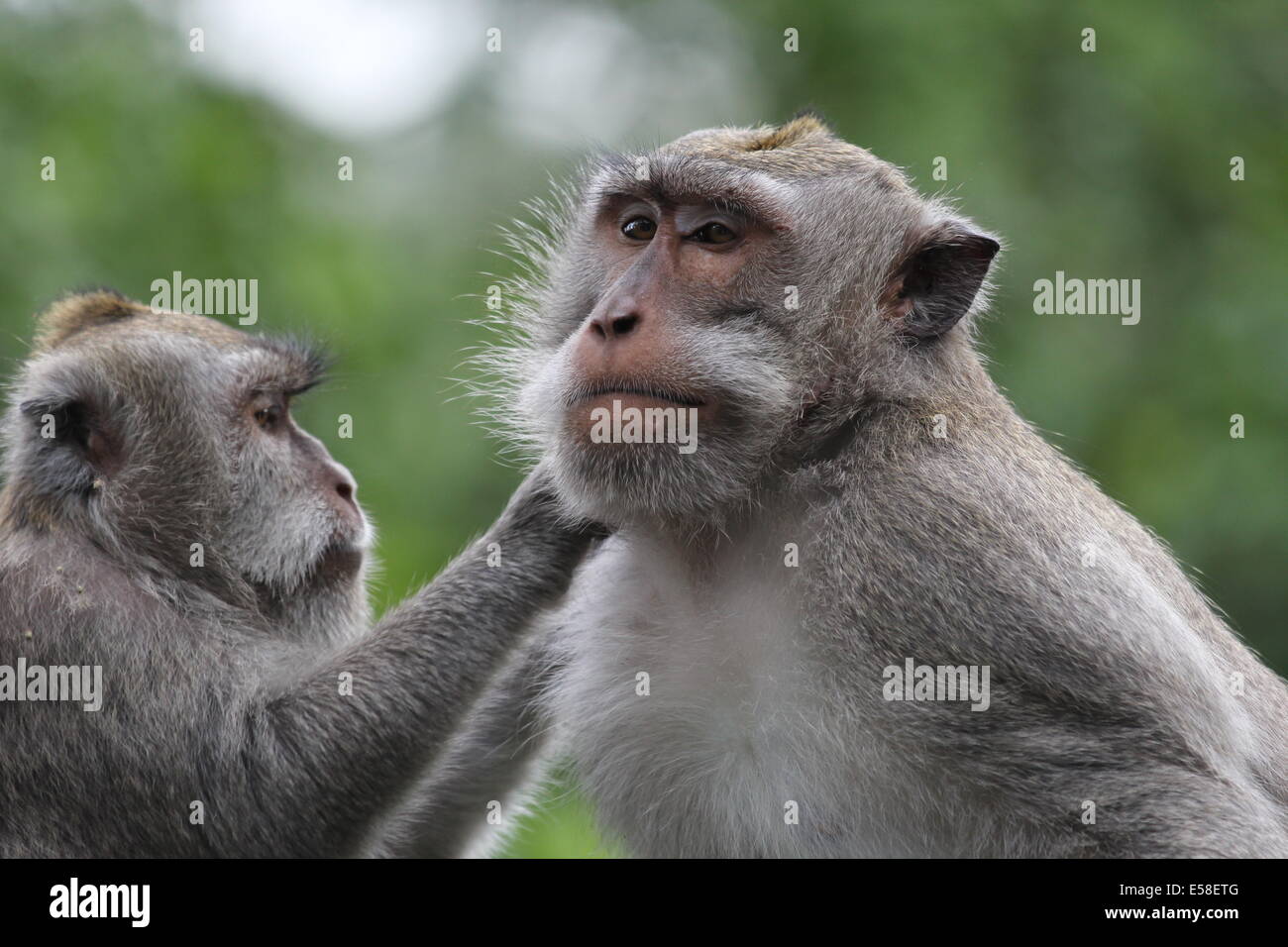 Capuchin monkeys grooming hi-res stock photography and images - Alamy