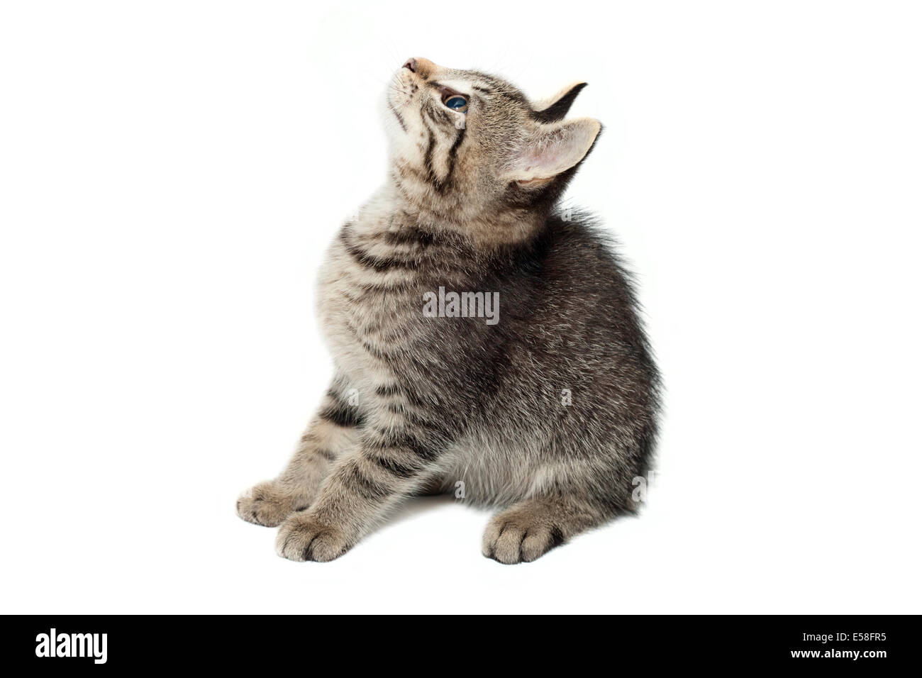 cat looking up isolated on white background Stock Photo - Alamy