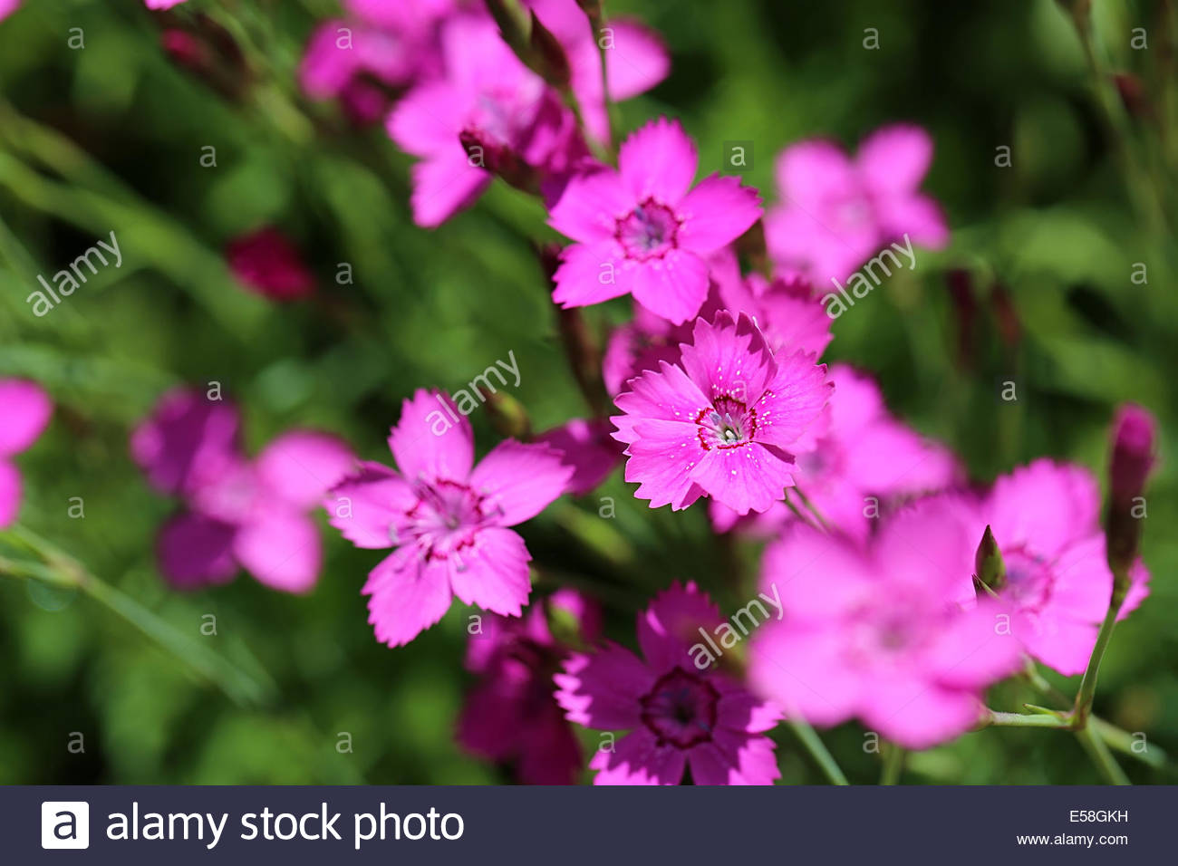 CHEDDAR PINK FLOWERS, in South West France Stock Photo - Alamy