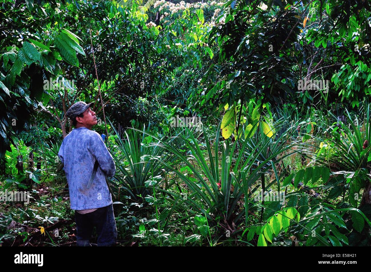 Collector pineapple in PANGUANA . Department of Loreto .PERU Stock ...